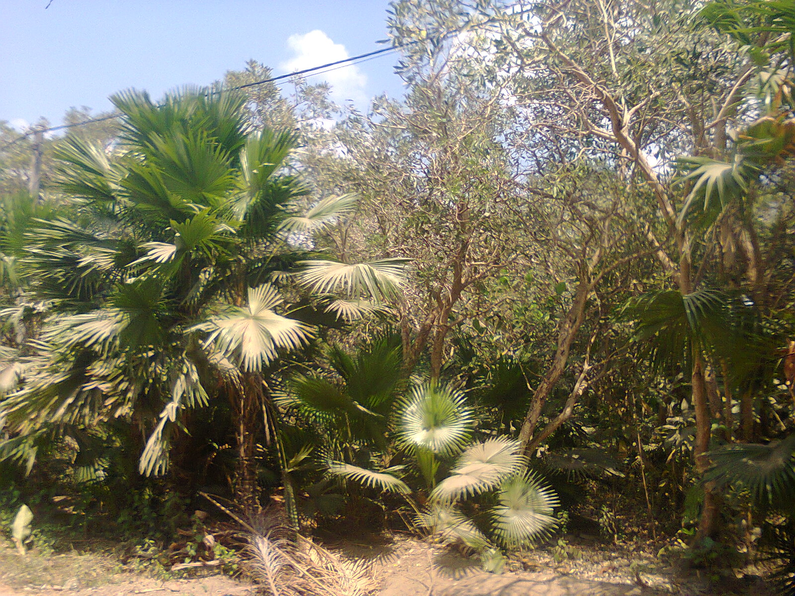 Kebun tabe puya & palm sadeng ~ Pusat Kembang Penghijauan