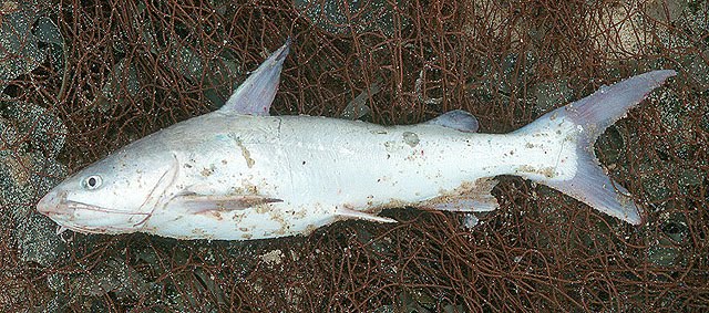 Peixes Gaúchos: Siluriformes ==> Ariidae
