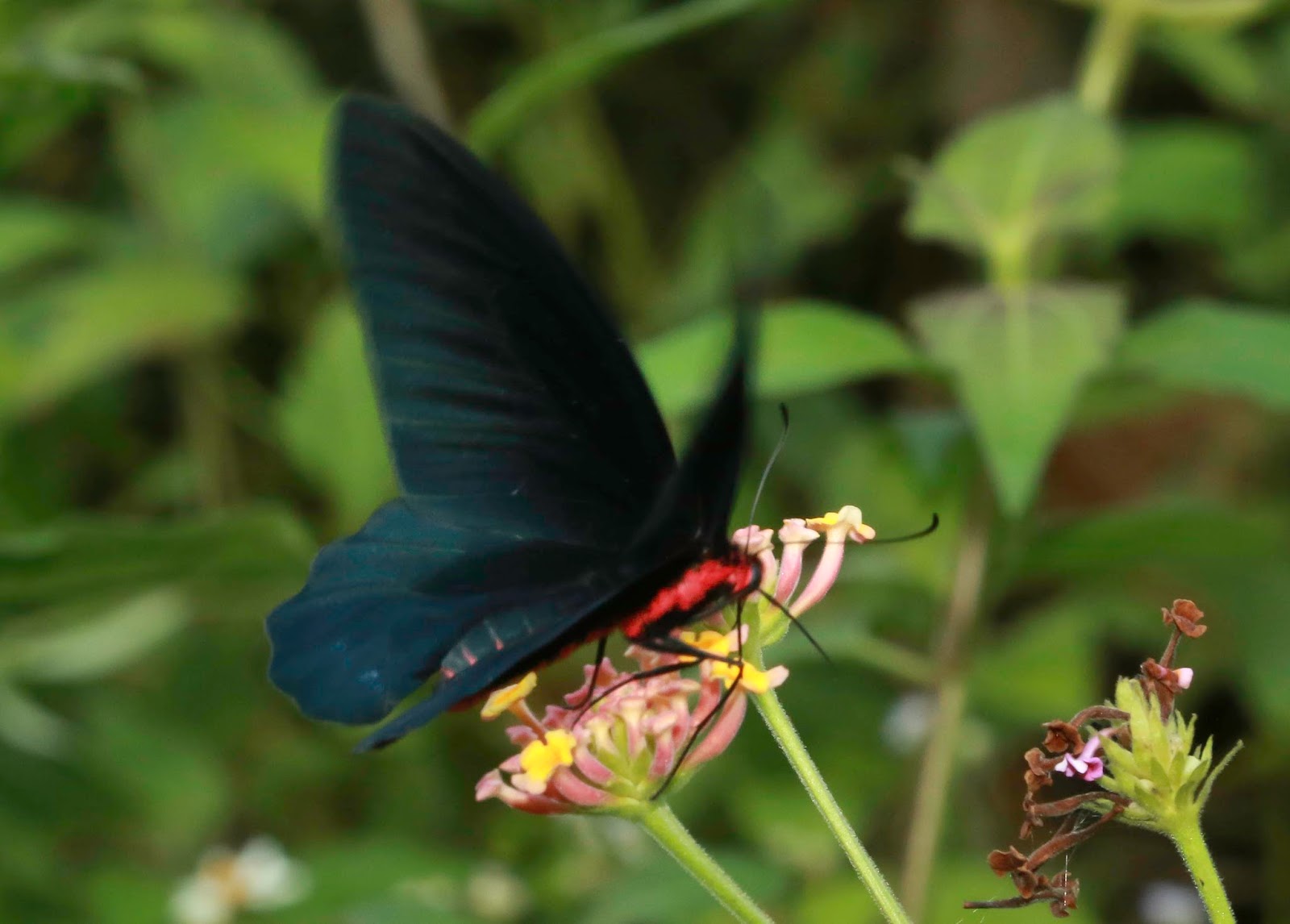 Butterflies of Vietnam: 259. Atrophaneura aidoneus aidoneus (The Lesser ...