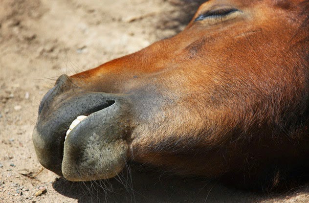 The Coltons Point Times: Greatest Thoroughbred Rivalry - Affirmed ...