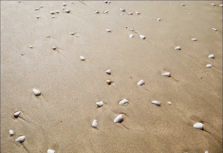 A SLICE OF MY COUNTRY LIFE: CHIP-CHIP