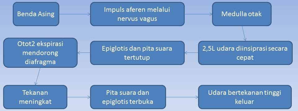 Mekanisme batuk pada infeksi saluran nafas bawah
