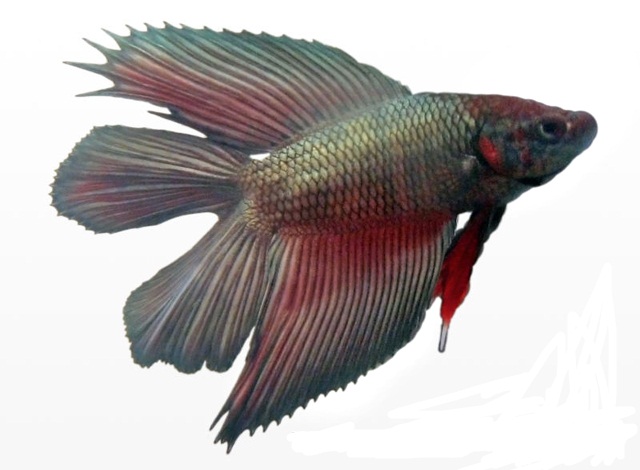 Buy Fighting Fish: Types of Betta Fighting Fish