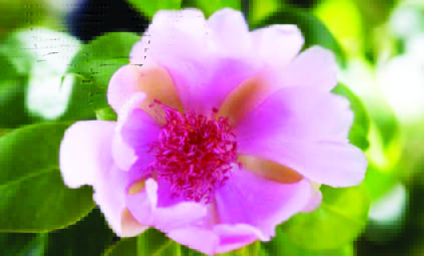 LA FLOR NACIONAL DOMINICANA