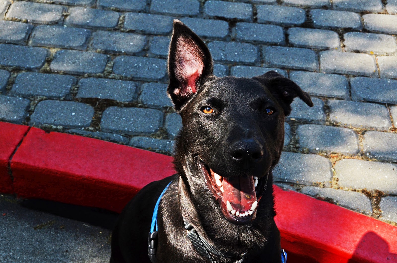 Dogs In the Bubble: Oso - Wonderful and Inspirational Soul