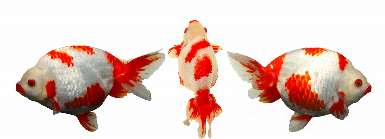 Types Of Goldfish - The Goldie Identification Guide