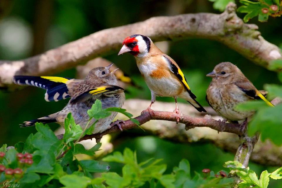 animals and birds in forest: October 2012