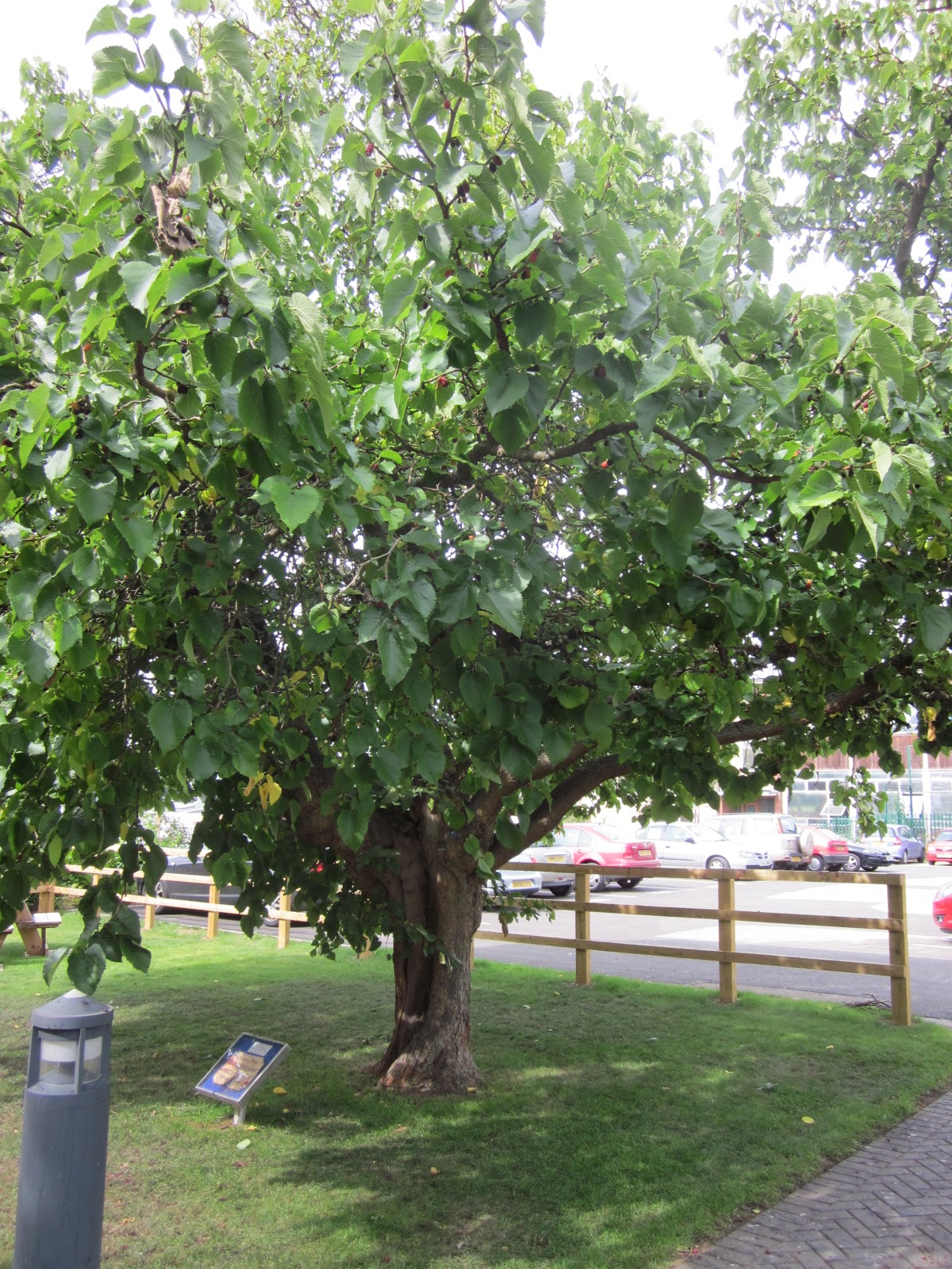 Tales from the Giantswood: "Here we go round the mulberry bush..."