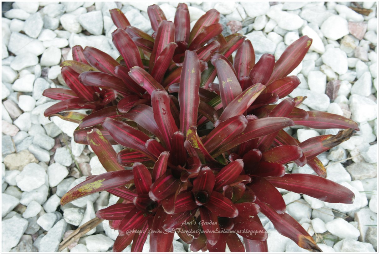 Southeast Florida Garden Evolvement: Fall Florida Garden Update