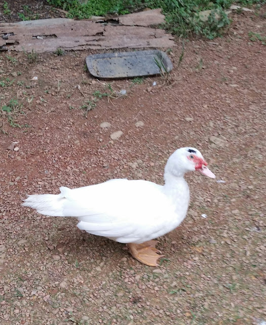 Warisan Petani: Itik Serati