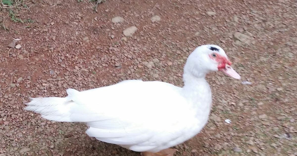 Warisan Petani: Itik Serati