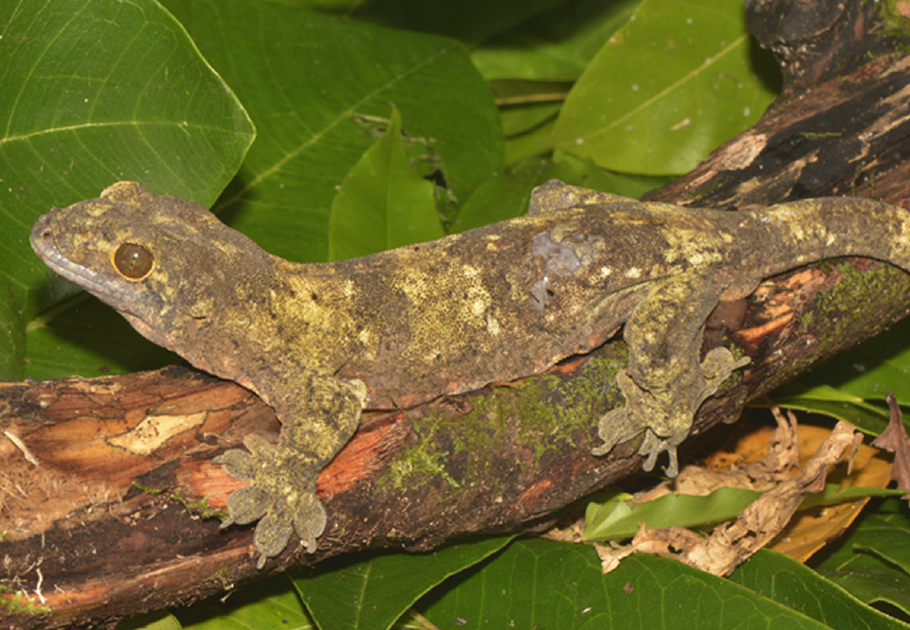 Species New to Science: [Herpetology • 2016] Gehyra rohan • A New ...