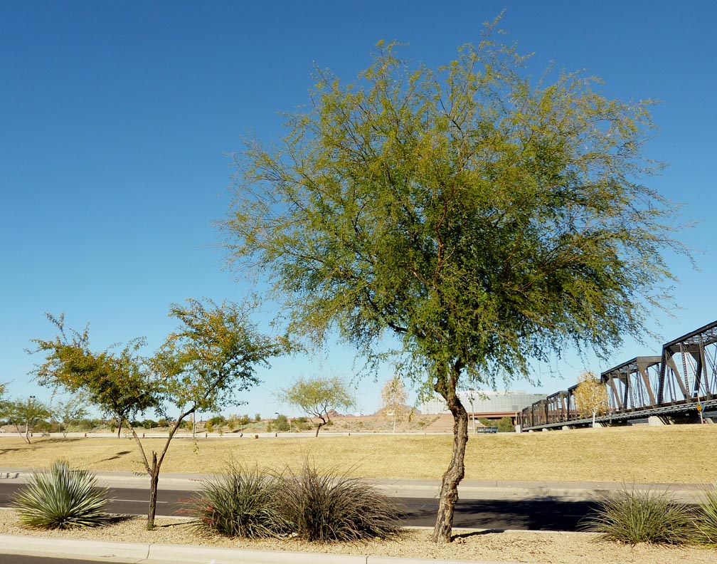 vegetable: الاكاسيا