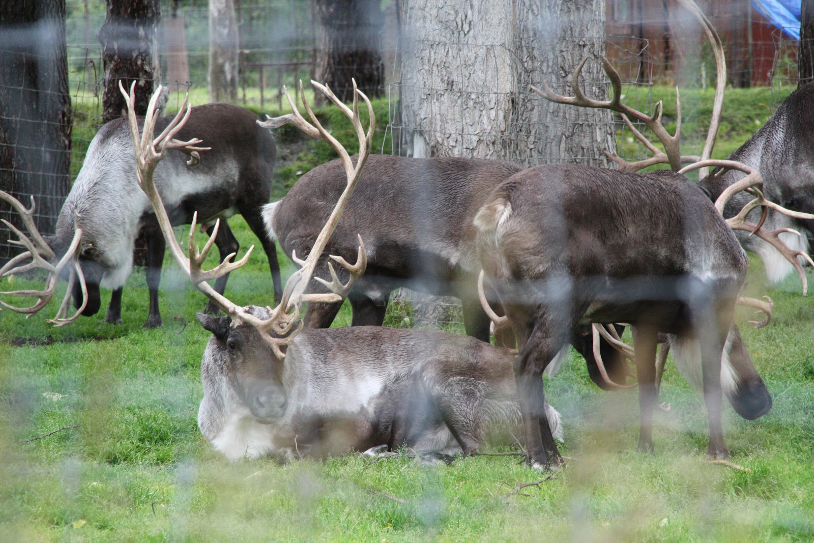 Alaska: Anchorage og vilde dyr