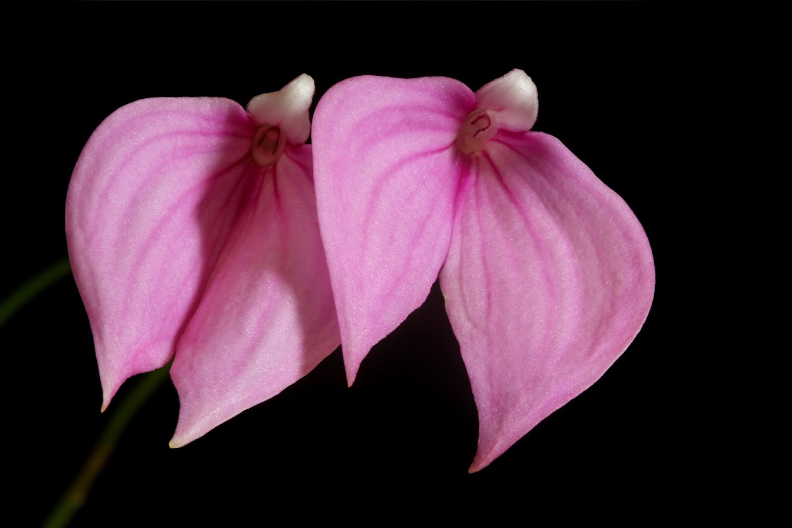 Orchids in Bloom: Masdevallia coccinea 'Dwarf Pink'