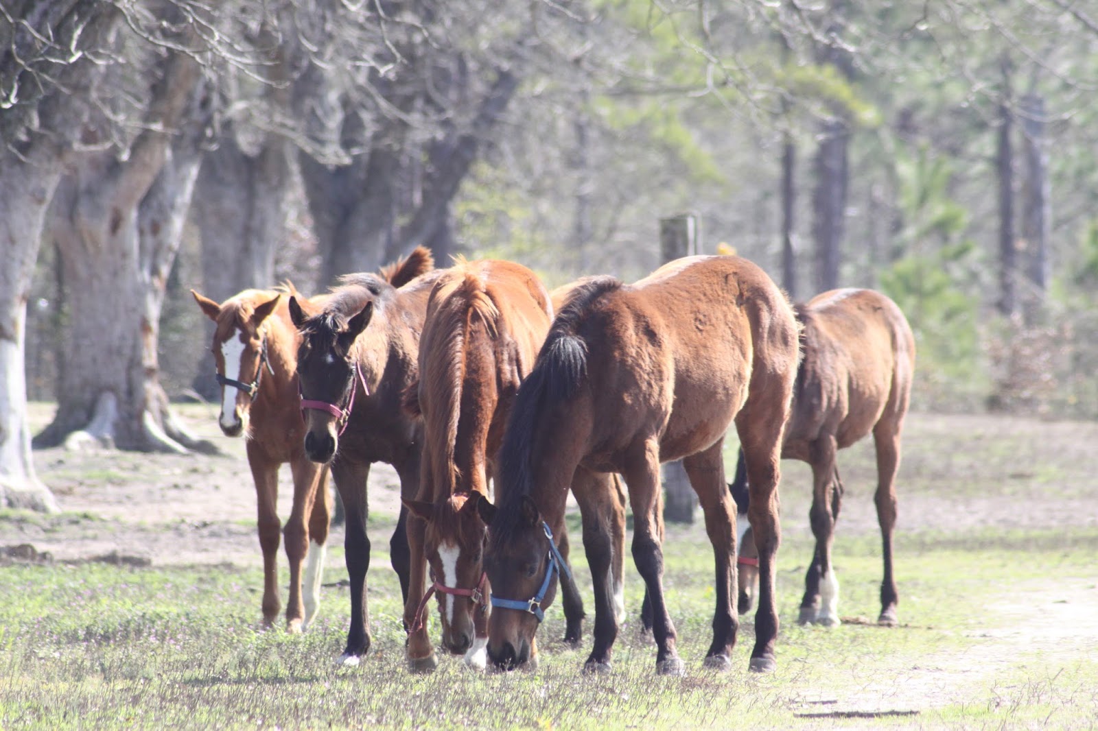 THE ET CETERA CHRONICLES - THOROUGHBRED HORSES AT BULLDOG SPEEDHORSE ...