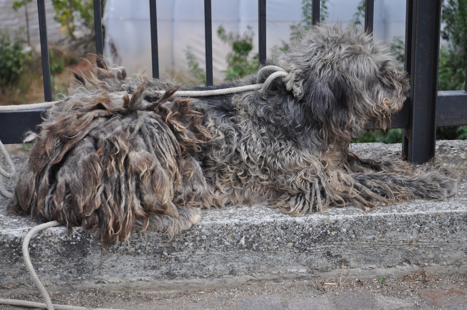 My book of memories: Pastorias- Fonni rassegna cane fonnese 2012