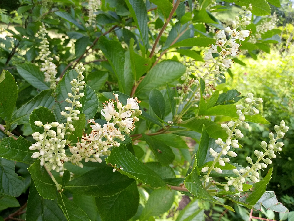 Future Plants by Randy Stewart: Clethra