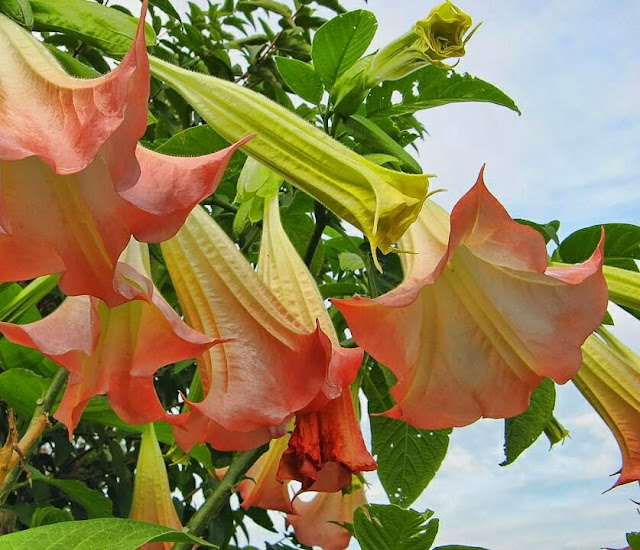 Cipactli Organización Ecológica y Sustentable : Usos del floripondio en ...