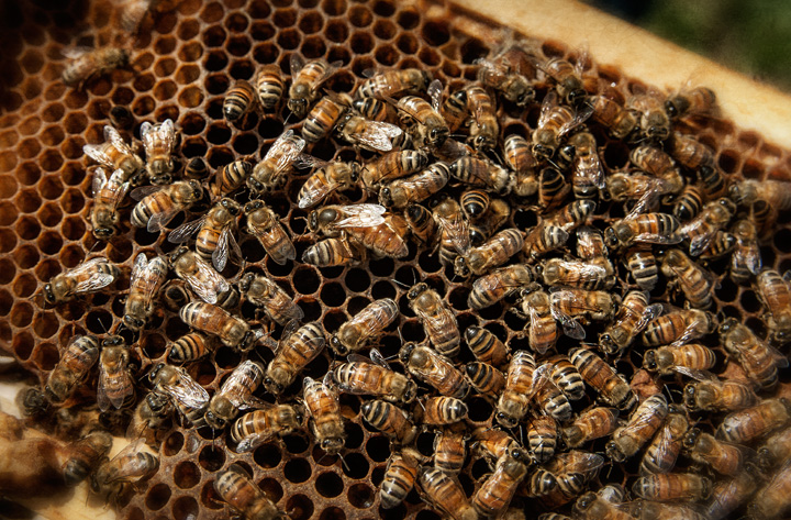 Dan Routh Photography: Bee Ready Bees