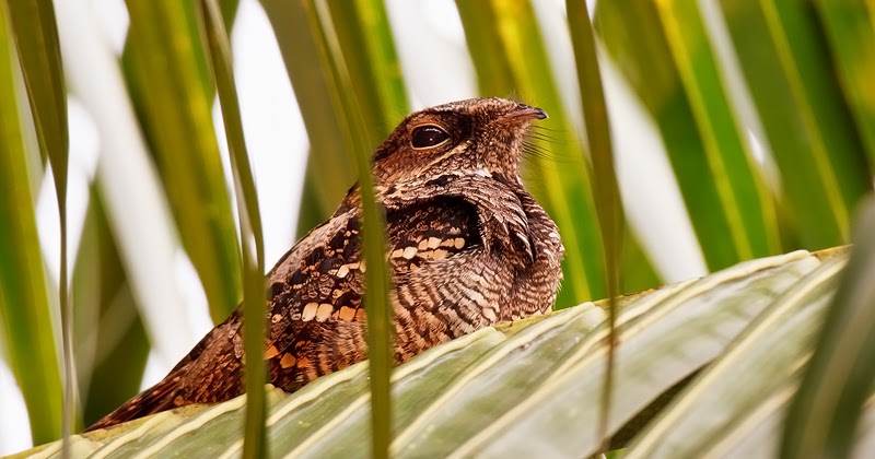 Romy Ocon's Wild Birds of the Philippines: The uncommon Philippine Nightjar