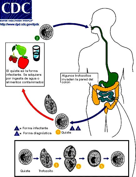 Microbiologia y Parasitologia 2_E Unpa: BALANTIDIUM COLI (LISBETH ...