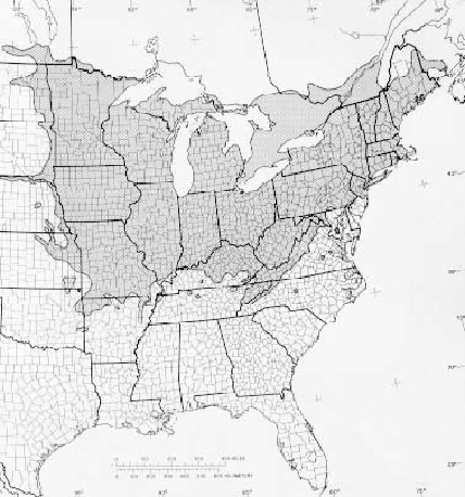 PHILLY TREES: CALLERYANA AD INFINITUM
