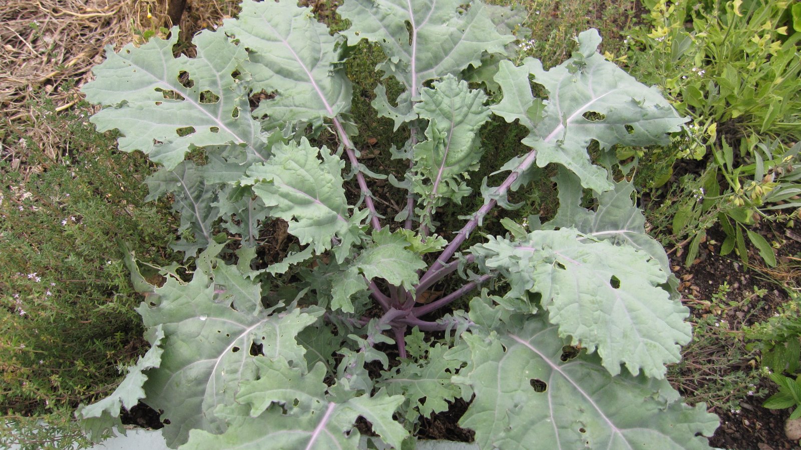 Plant Photography: Red Russian Kale