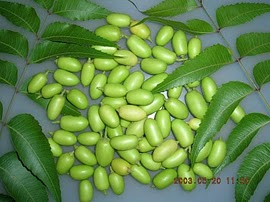 Organic Life Perú: El Árbol de Nim - Organic Life Perú