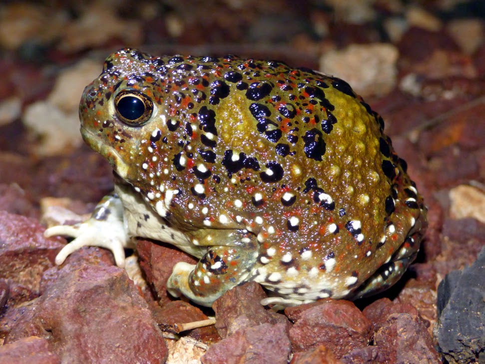 Reptiles and amphibians of South East Queensland: April 2015