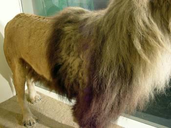 para subir fotos: leon del cabo