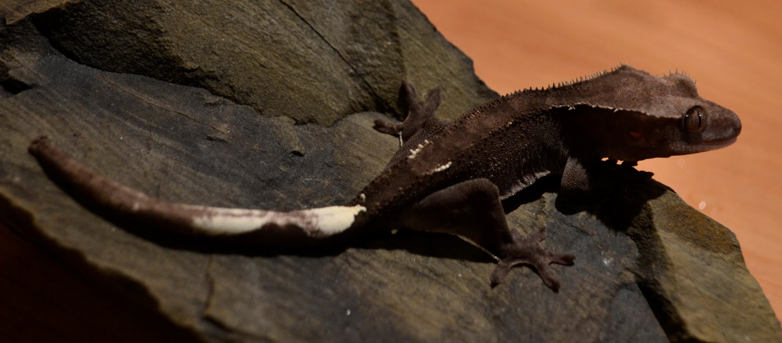 Couple of shots of the grey crested geckos | Reptile Forums