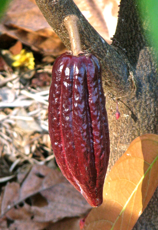 Jim & Carole's Mexico Adventure: NW Yucatan Part 21: A bonanza for ...