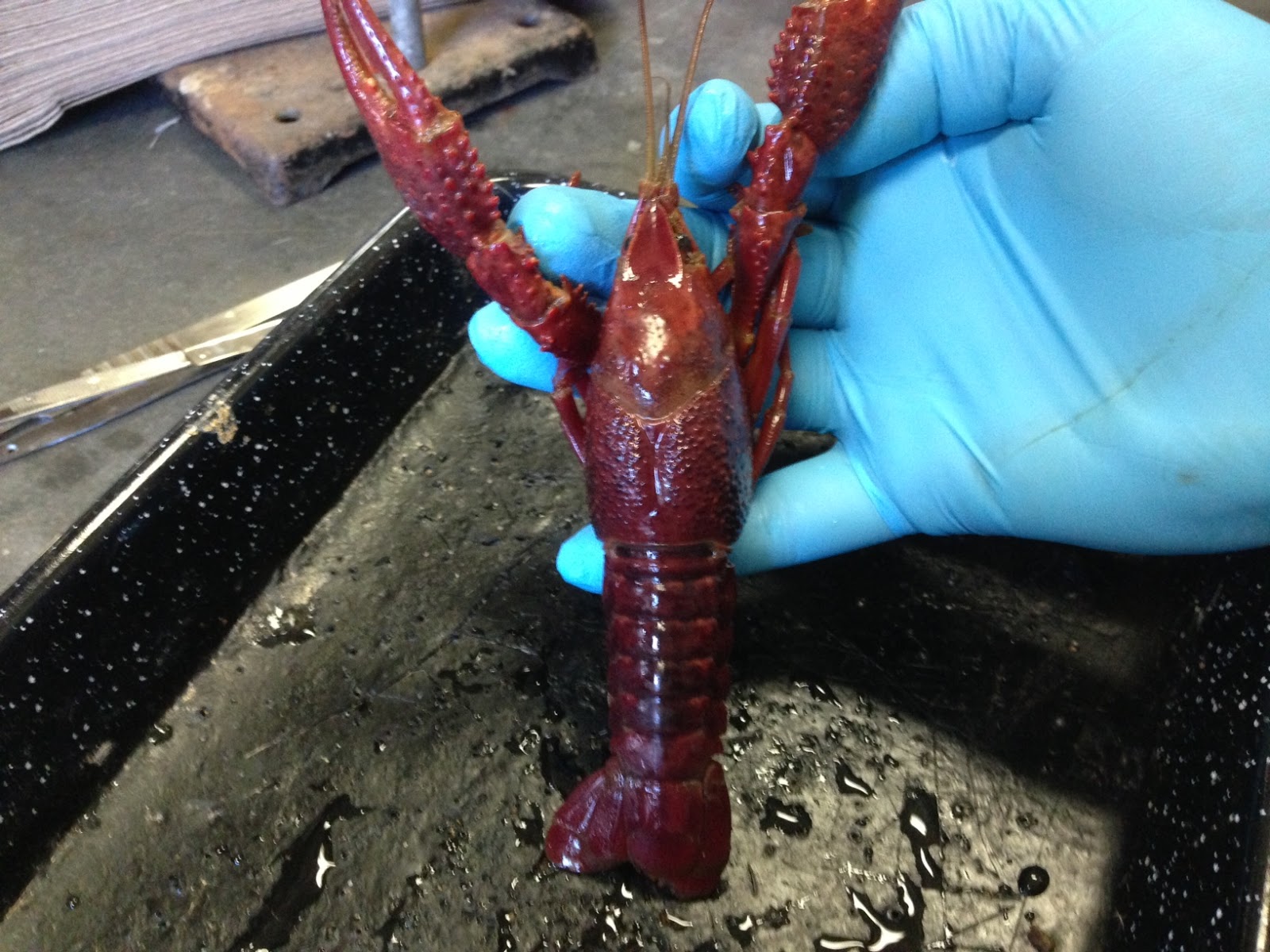 Biology: Dissection of the systems: SKELETAL