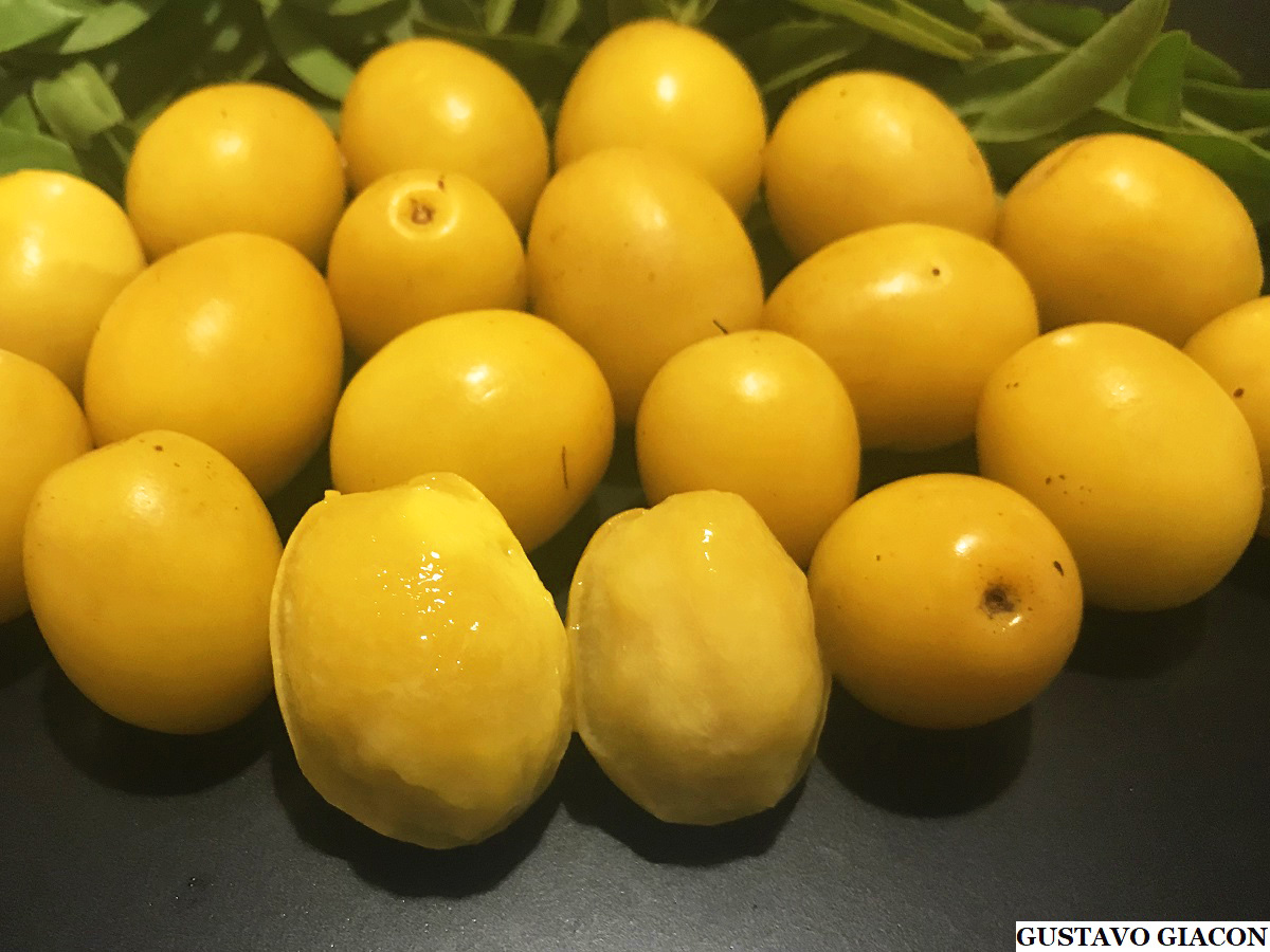 Fruta Amarela Redonda Pequena - FDPLEARN