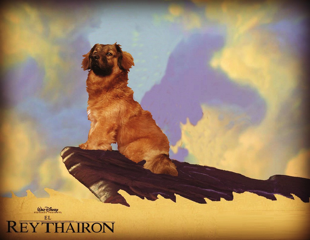 DAVID FRESNEDA: Mi Book Personal