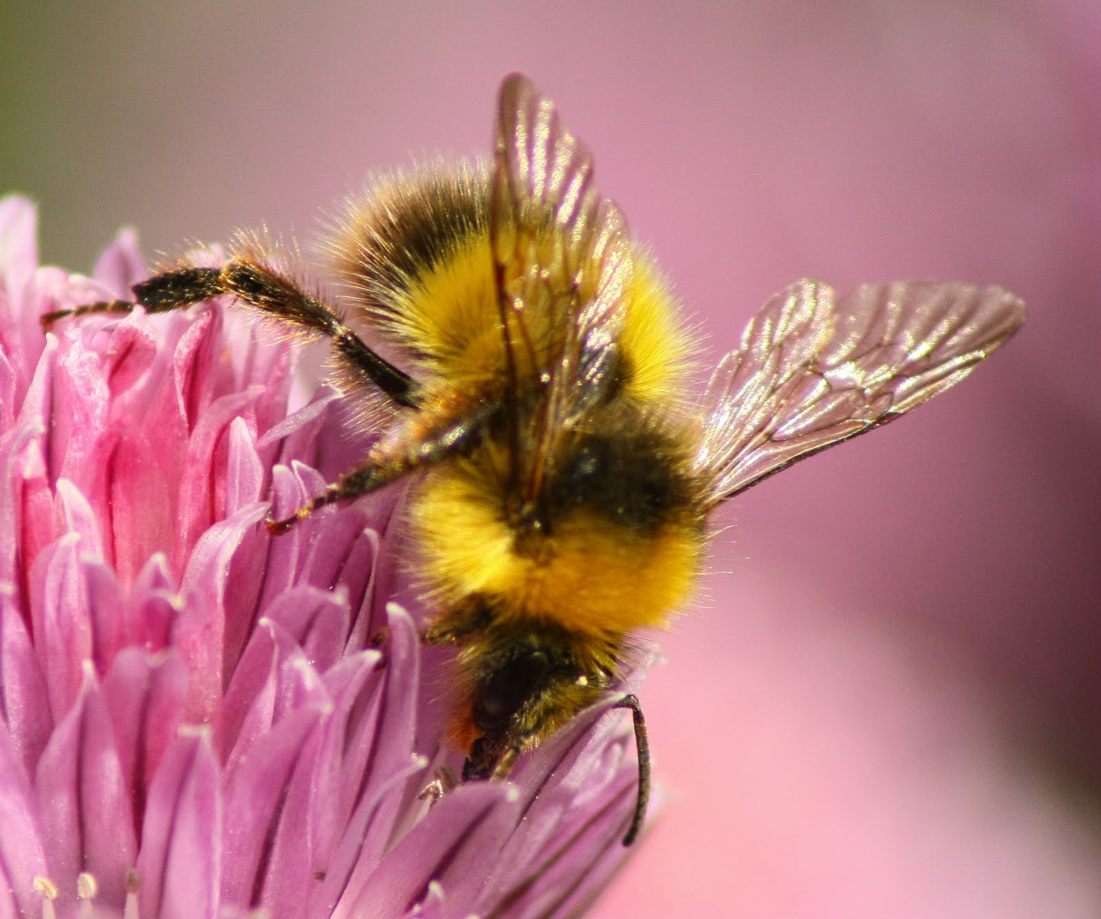 Samuel Birding: Wasp Beetle