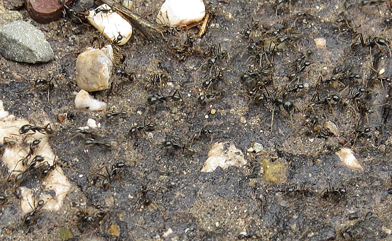 Birdernaturalist: Day 1 of the GBNA Chiapas Field Trips