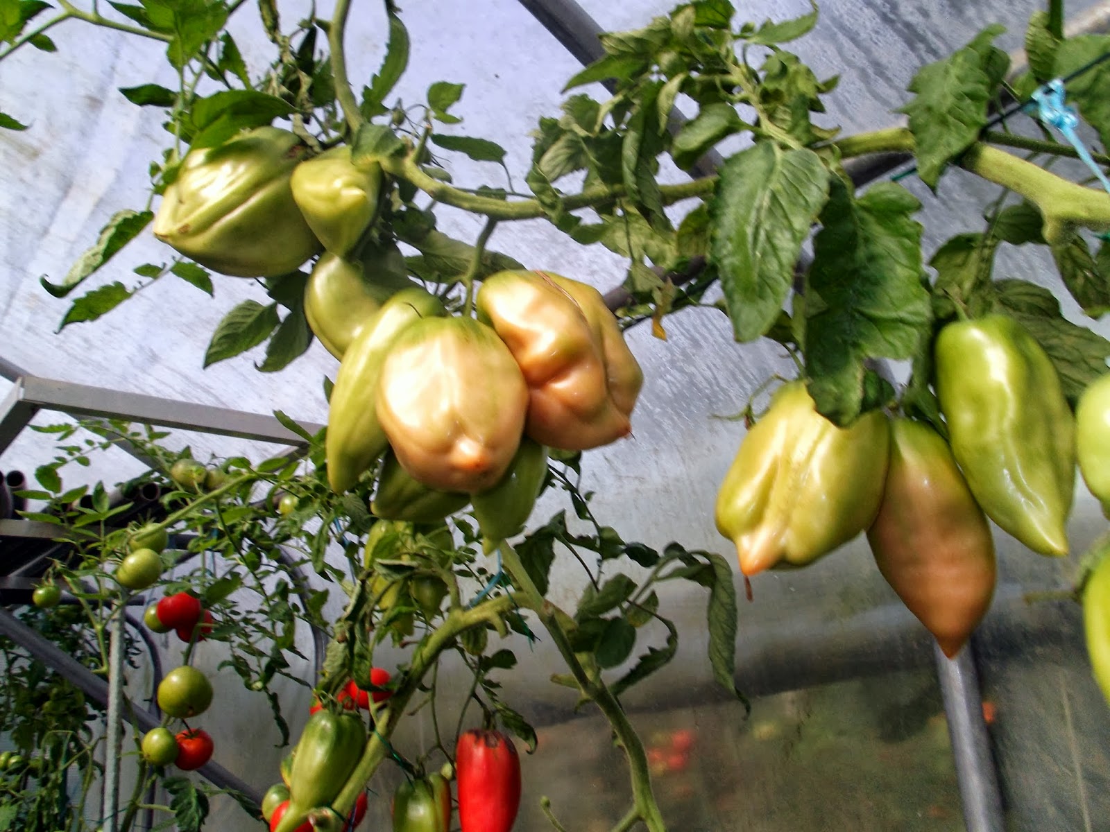 PASSION TOMATES: EFFEUILLAGE DES TOMATES POUR LAISSER PASSER LE SOLEIL
