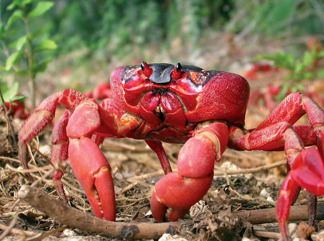 Red Crab | The Biggest Animals Kingdom