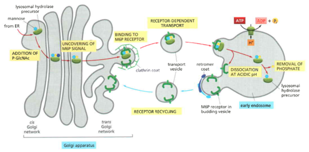 Protein Targeting: Perjalanan Protein Menuju Ke Berbagai Tempat ...