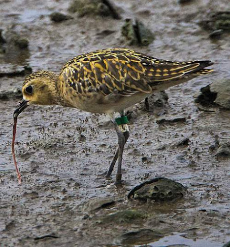 Pacific golden-plover photos | Birds of India | Bird World