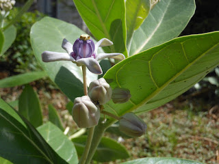 Aak, Madar ke desi nuskhe aur upay (Benefits of Calotropis Gigantea ...