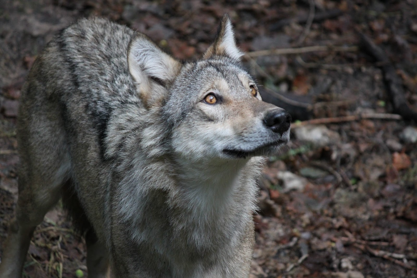 FELIPECHE VIDEO: Les loups gris vivent bien en Italie et en Espagne ...