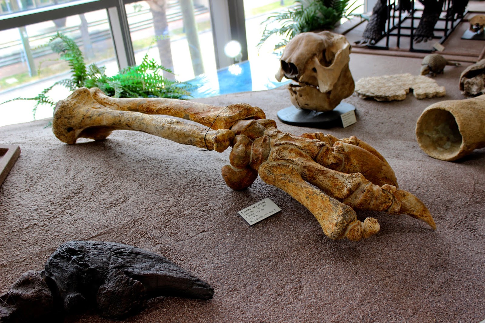 The Natural World: The Mace Brown Museum of Natural History