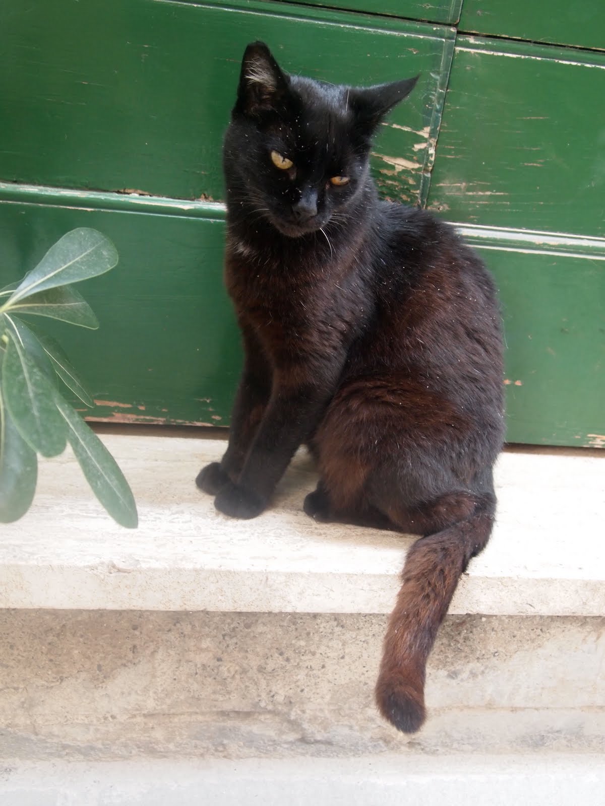 Catsparella: Beautiful Images of Cats in Italy (Reader Submitted)