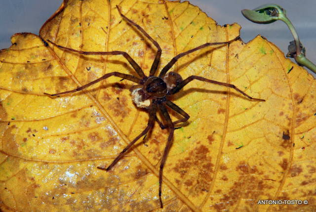 Dominican Spiders: Pisauridae, Fishing spiders
