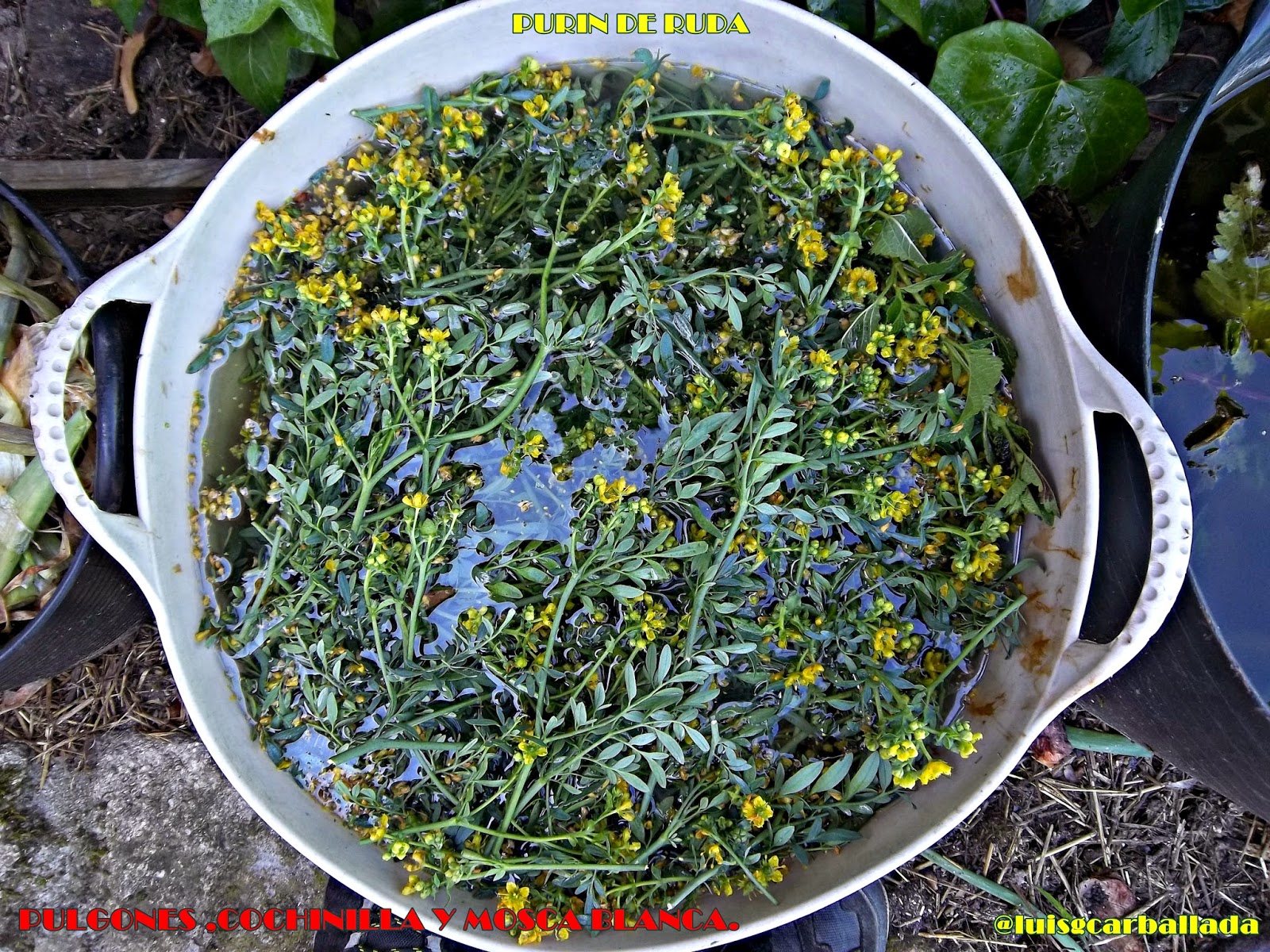 ELABORACIÓN DE PURINES.