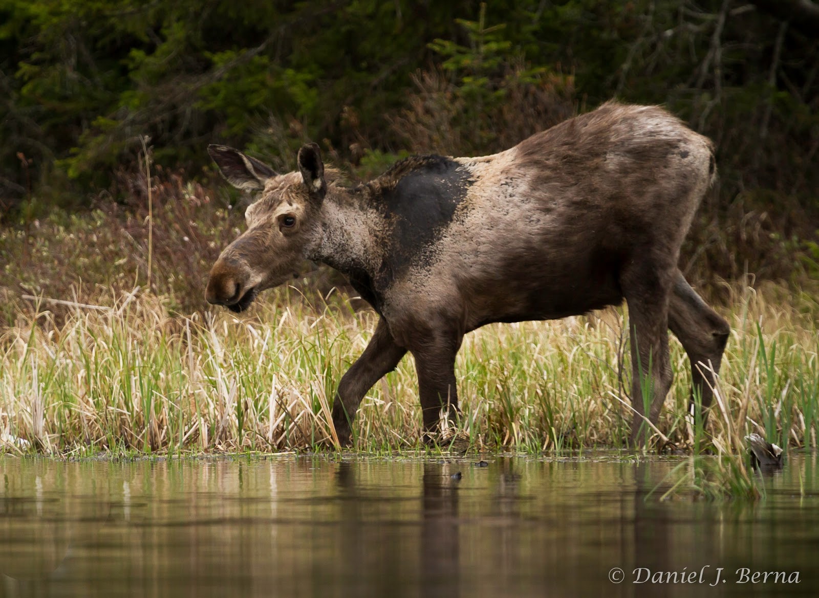 Daniel Berna Photography: Two Moose in Spring Molt