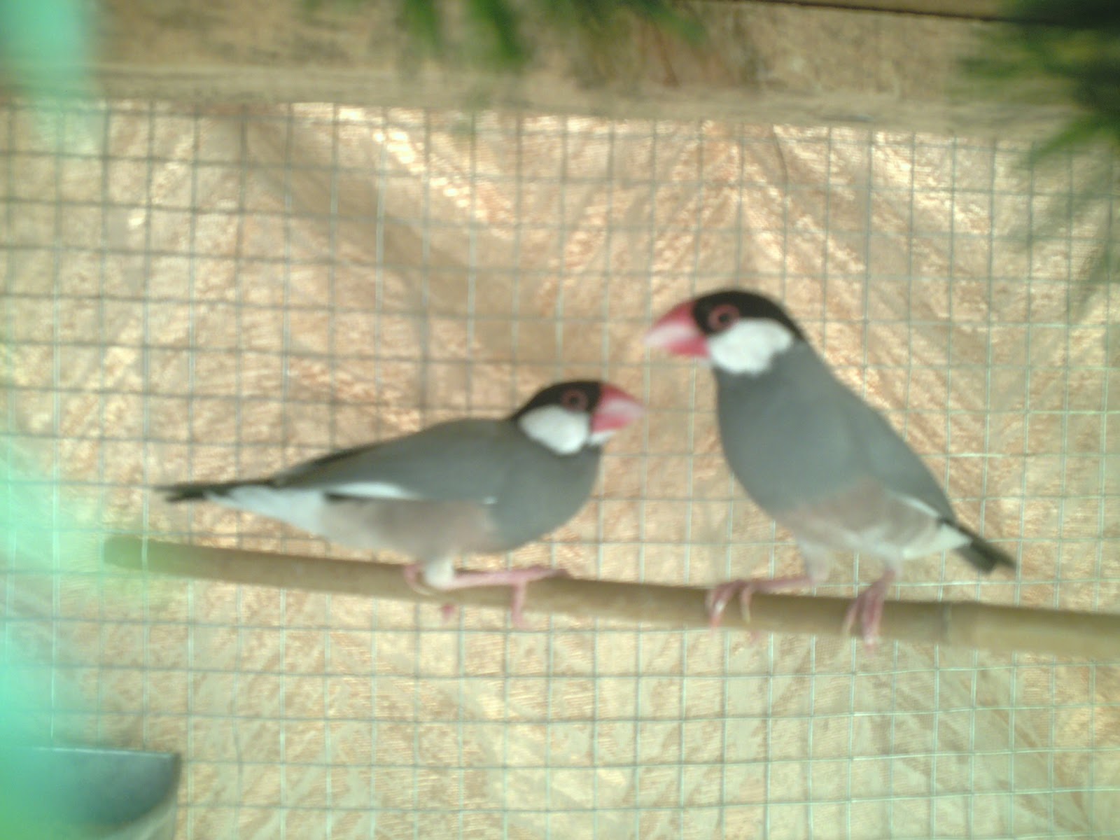 AviZoo Catis: Gorrion de Java (calafate)